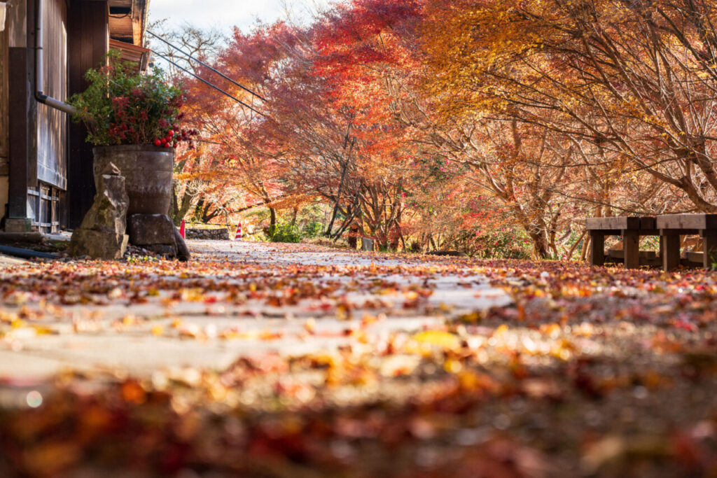 とがの木茶屋の紅葉｜AGARA熊野古道コンシェルジュ
